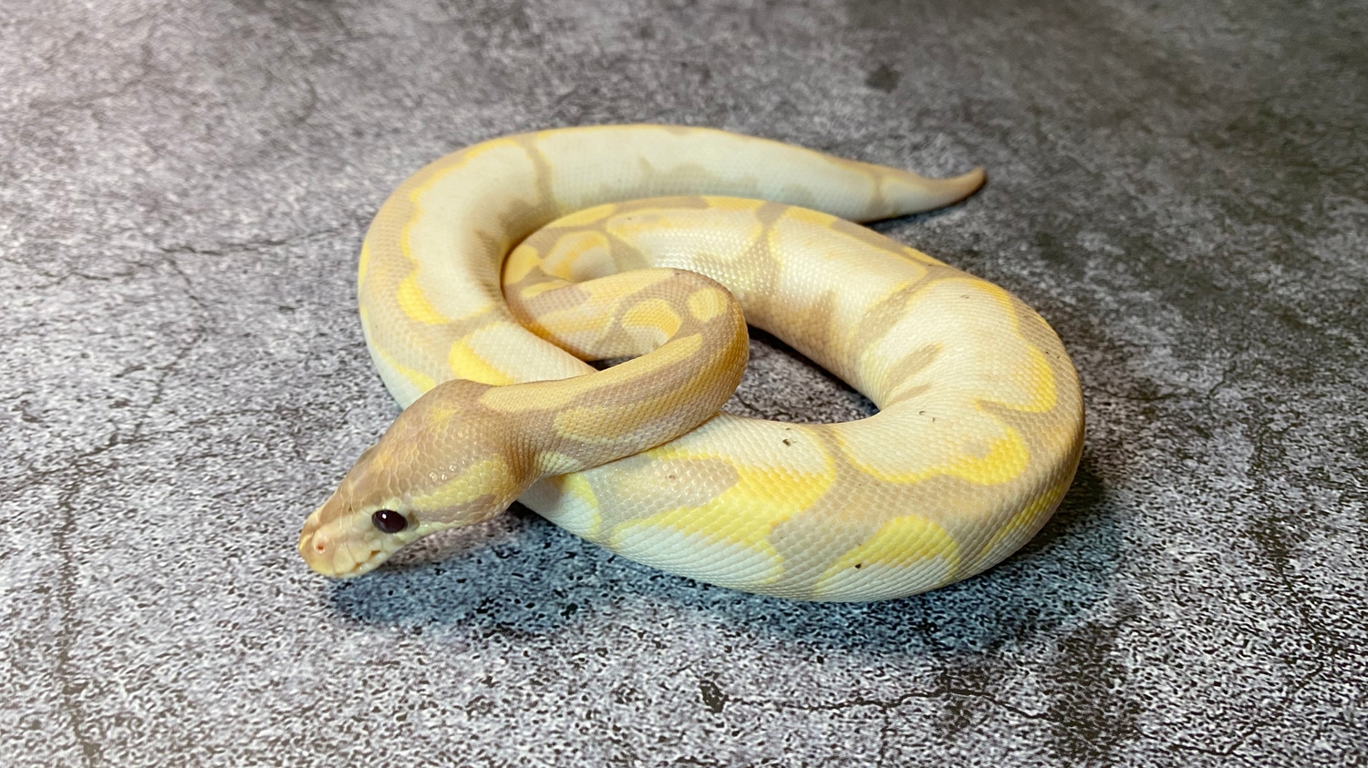 Banana Calico Ball Python by Pixel Perfect Reptiles - MorphMarket