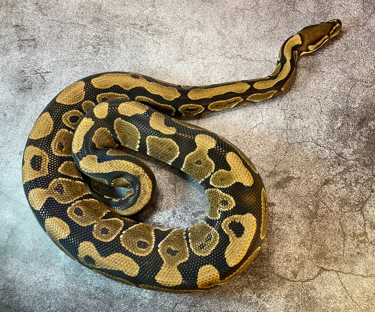 Normal Pos Het Pied Ball Python by Pixel Perfect Reptiles - MorphMarket