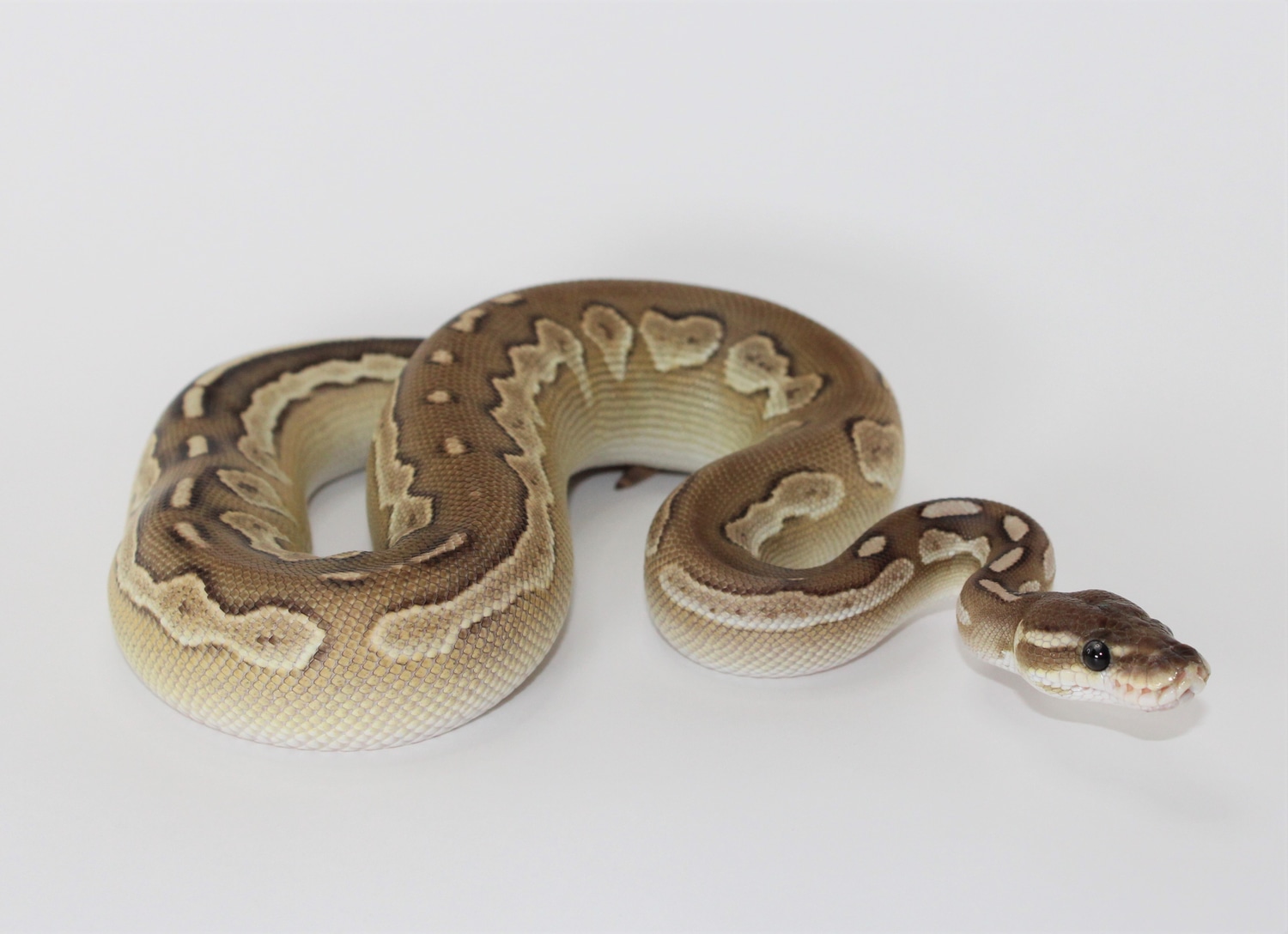 Blackhead Lesser Cinnamon Ball Python by Pixel Perfect Reptiles ...