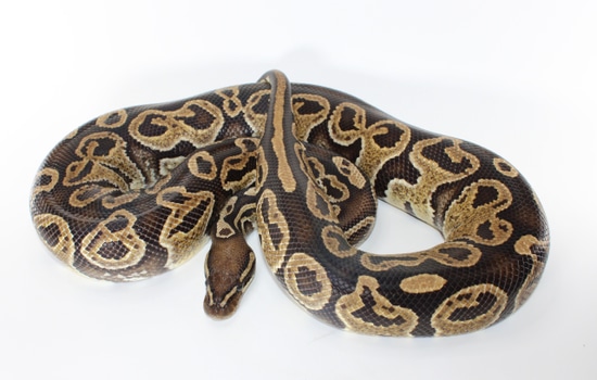 Blitz Ball Python by Pixel Perfect Reptiles