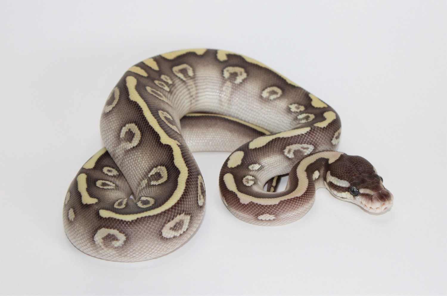Mystic Phantom Ball Python by Pixel Perfect Reptiles - MorphMarket