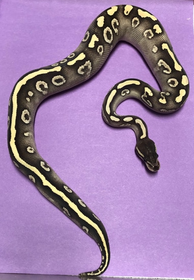 Mystic Phantom Ball Python by Pixel Perfect Reptiles