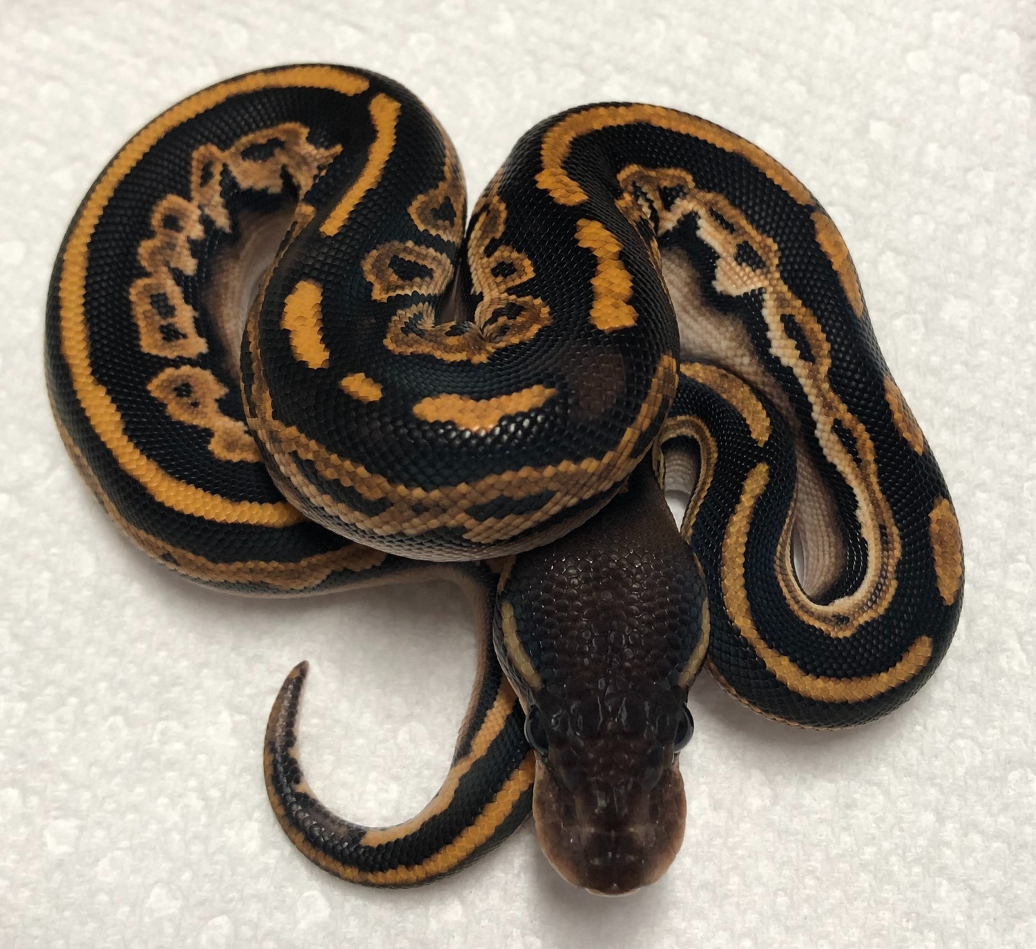 Blackhead Black Pastel Orange Dream Ball Python by Pixel Perfect ...