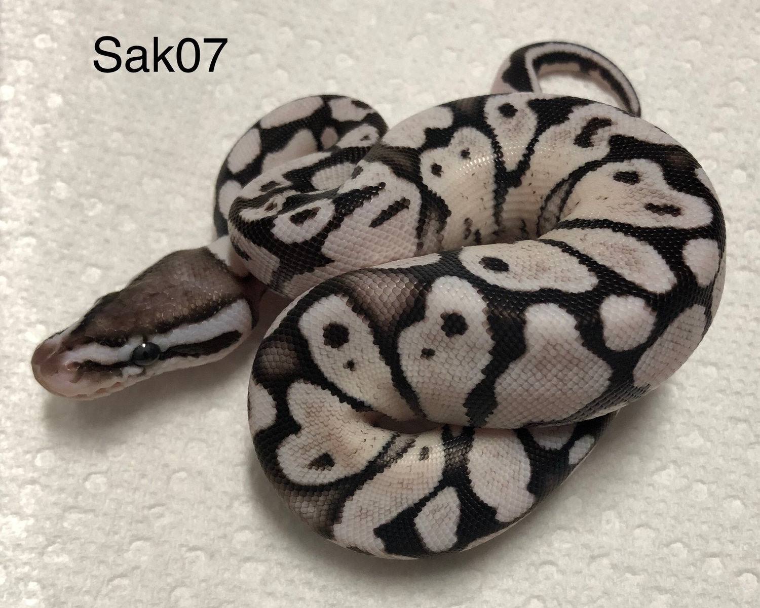 Firefly VPI Axanthic Ball Python by Pixel Perfect Reptiles - MorphMarket