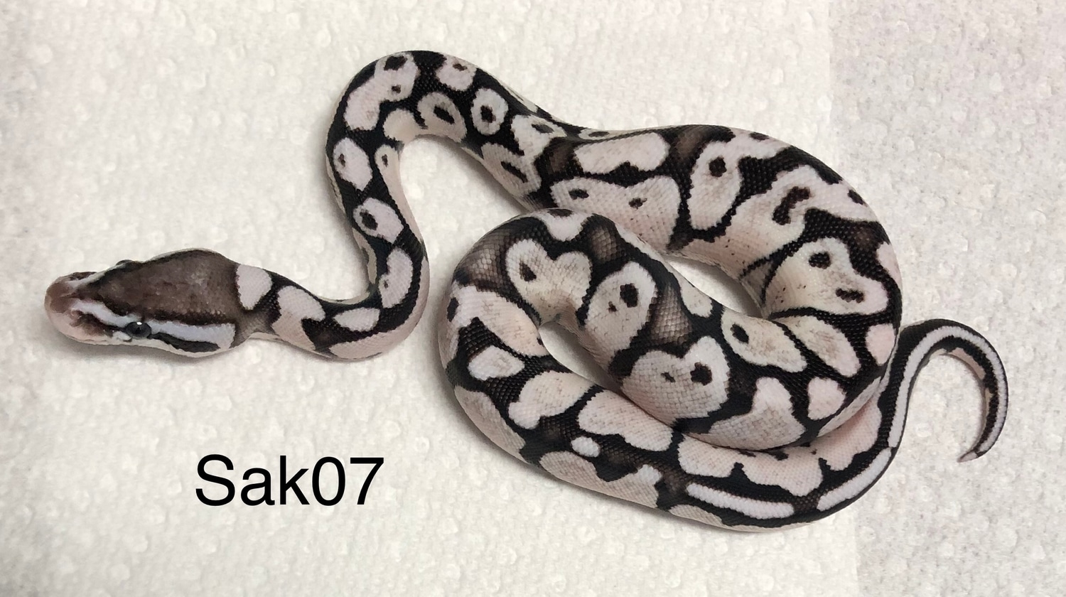 Firefly VPI Axanthic Ball Python by Pixel Perfect Reptiles - MorphMarket