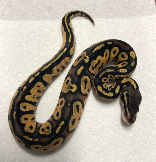 Black Pastel Orange Dream Ball Python by Pixel Perfect Reptiles
