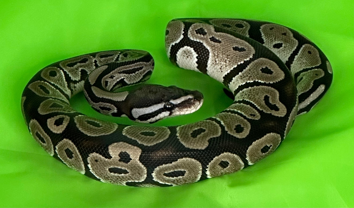 VPI Axanthic Ball Python by Pixel Perfect Reptiles - MorphMarket