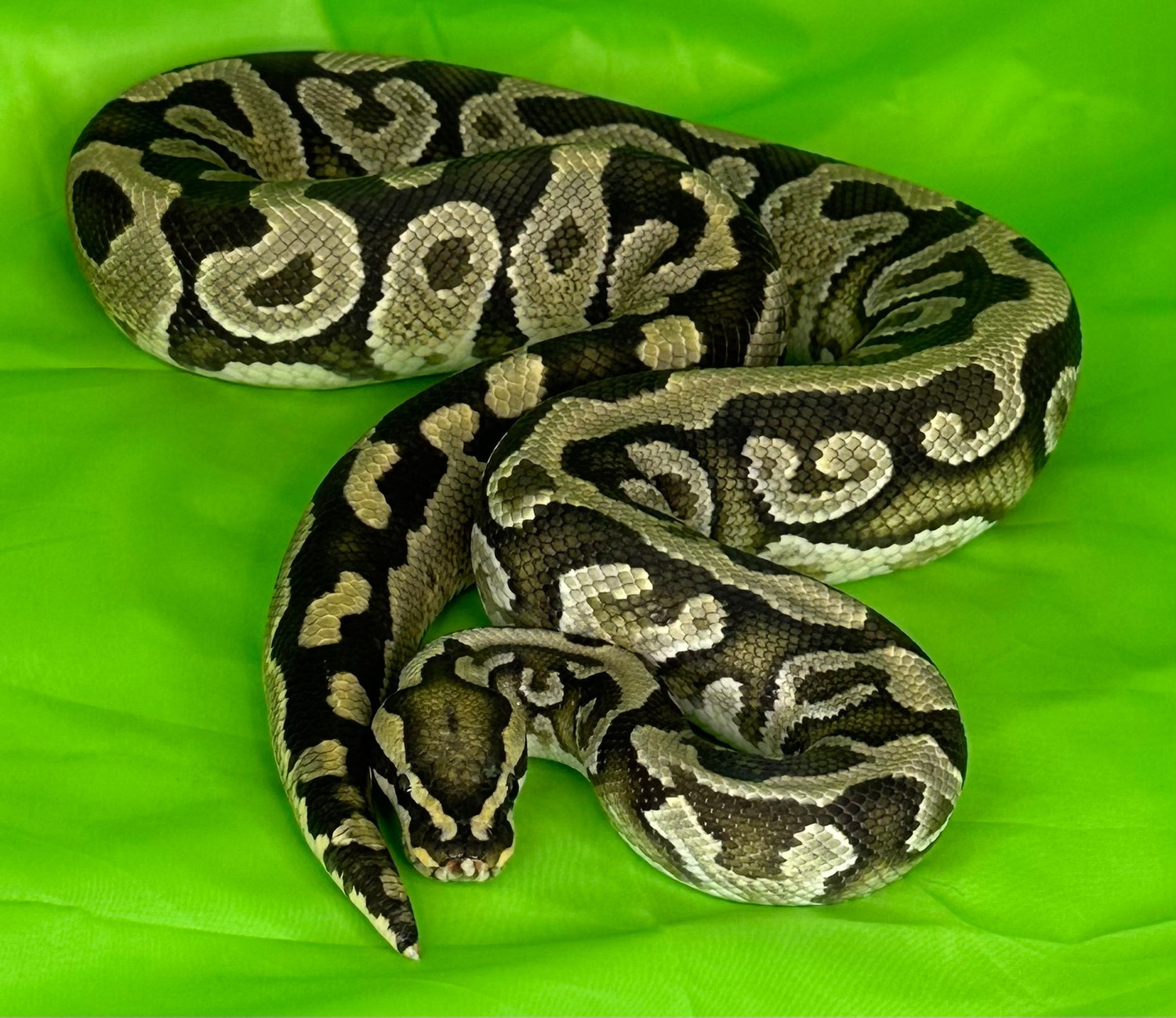 Hypo Mojave Ball Python by Pixel Perfect Reptiles - MorphMarket