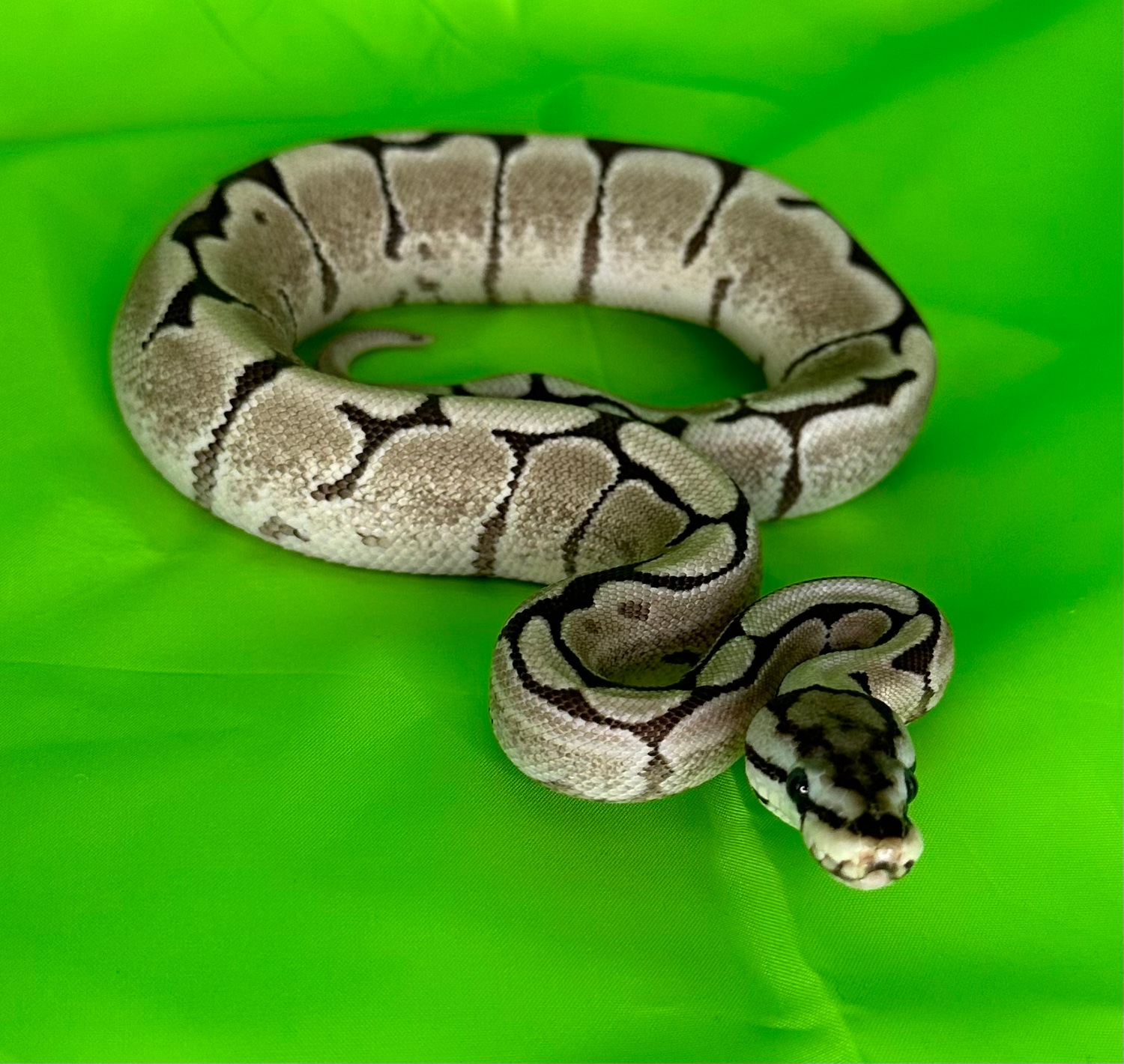Sulfur Spider VPI Axanthic Ball Python by Pixel Perfect Reptiles ...
