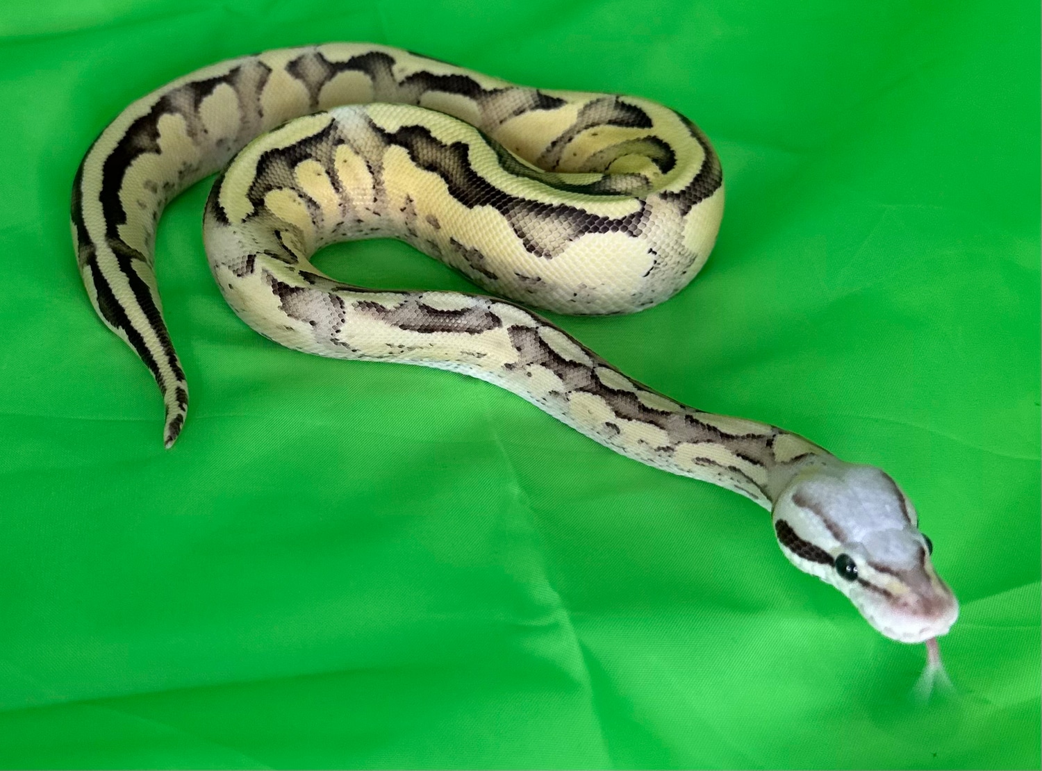 Vanilla Scream Ball Python by Pixel Perfect Reptiles - MorphMarket