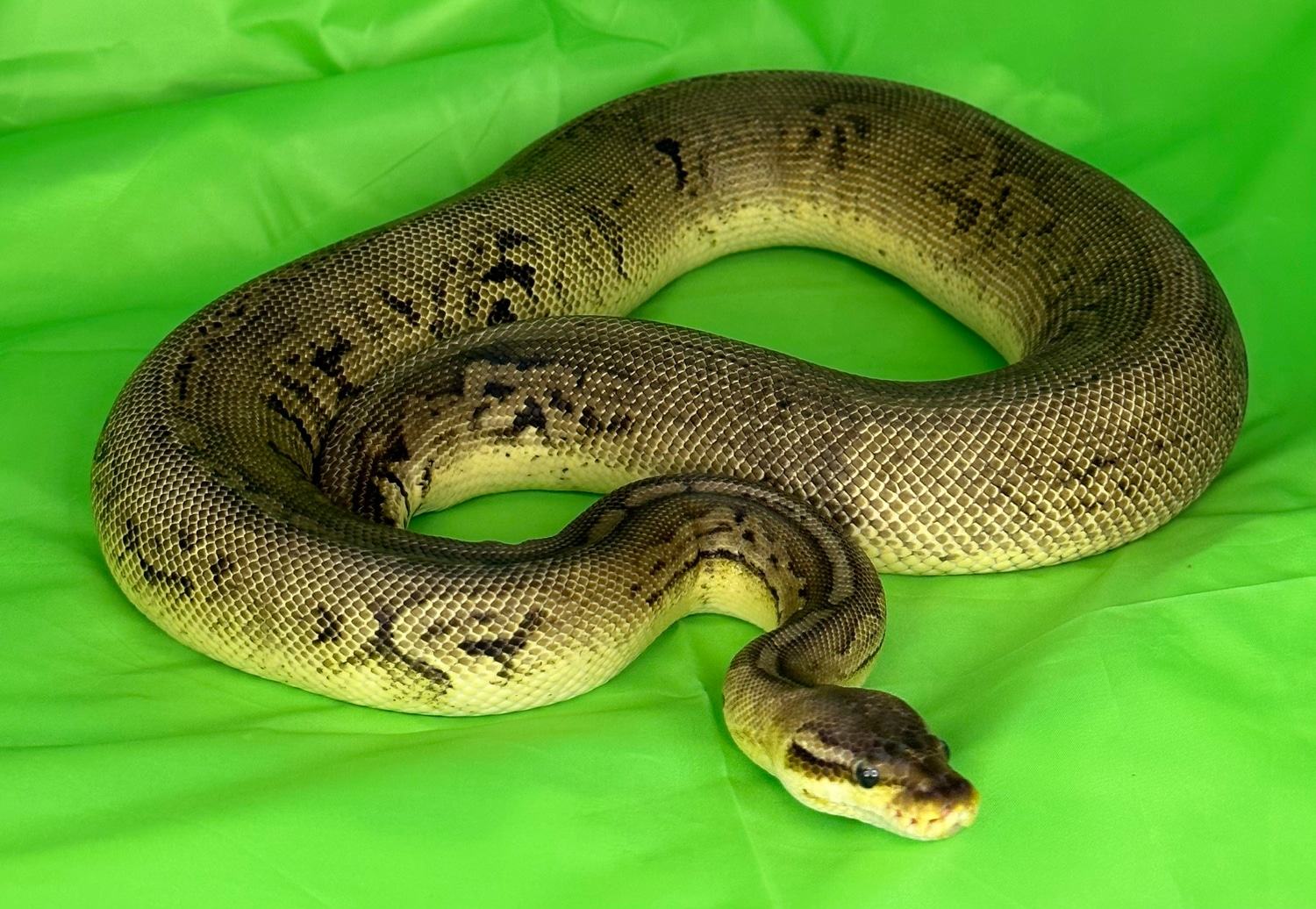Black Pewter Mojave Ball Python by Pixel Perfect Reptiles - MorphMarket