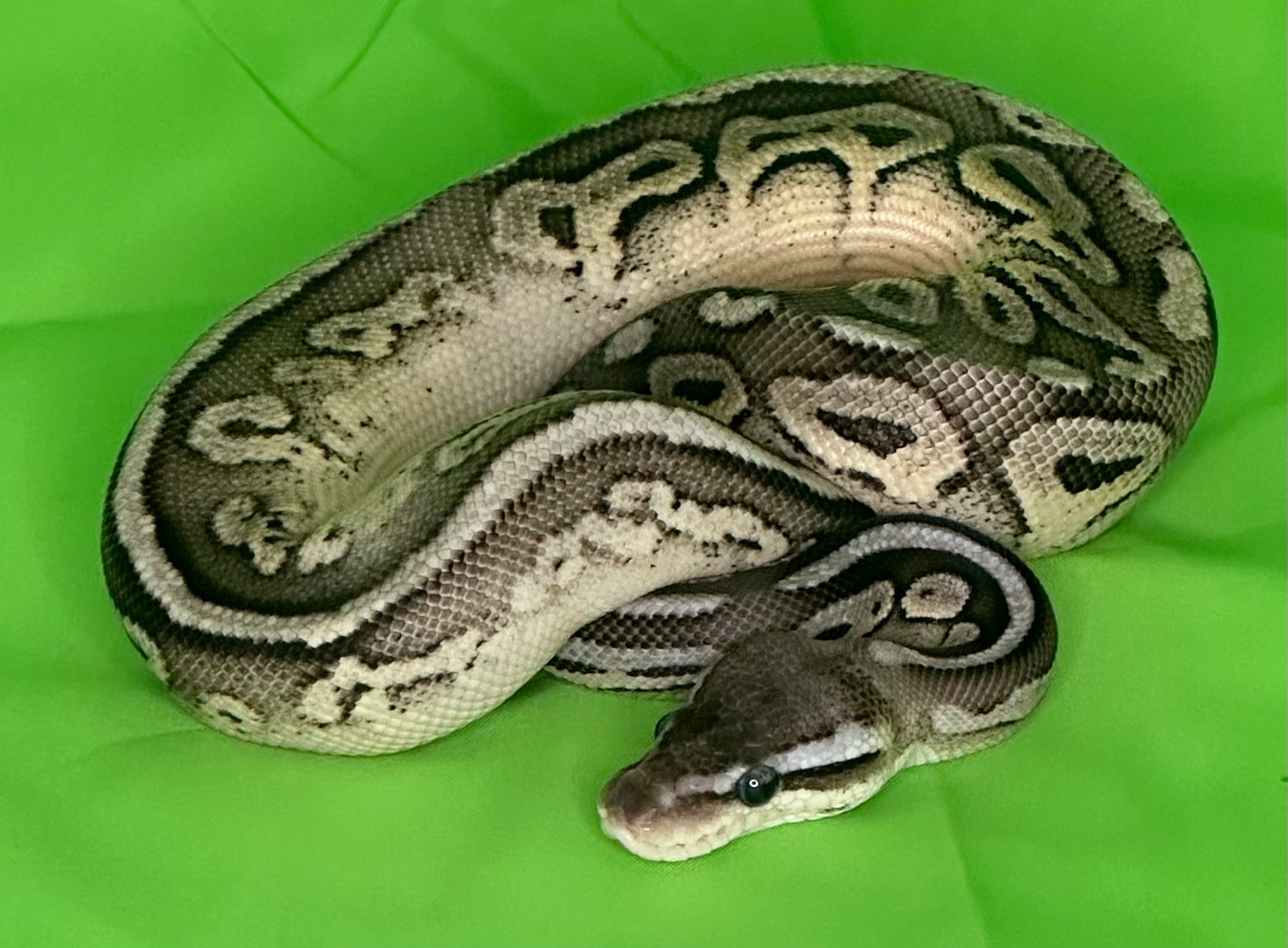 Pewter Sandblast HET Pied Ball Python by Pixel Perfect Reptiles ...
