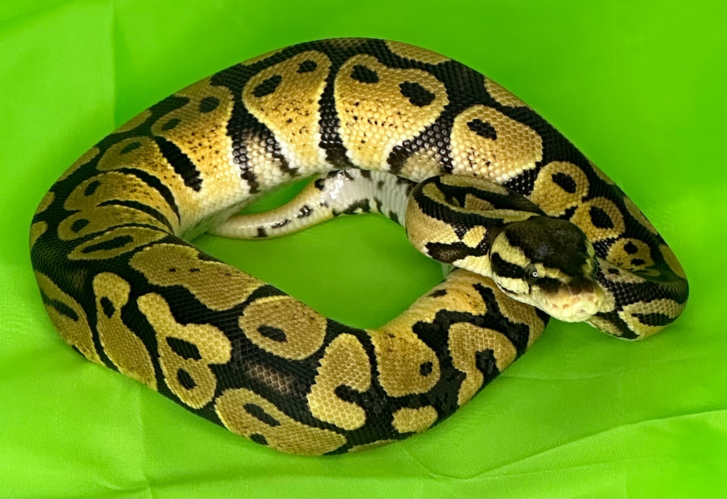 Pastel DBL HET VPI Axanthic G-Stripe Ball Python by Pixel Perfect ...
