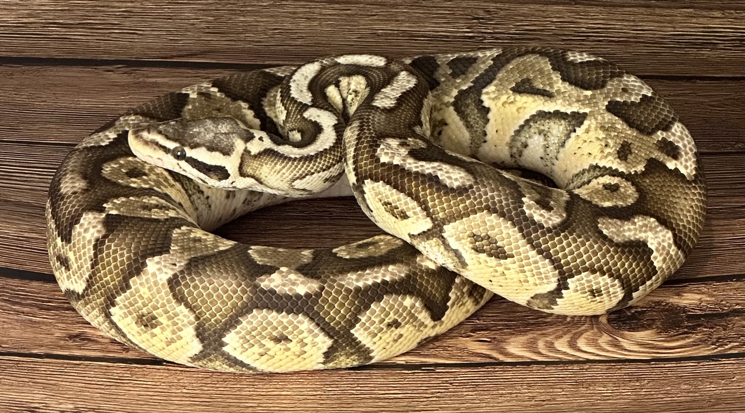 Firefly Ball Python by Pixel Perfect Reptiles - MorphMarket