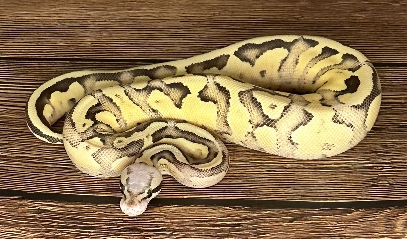 Vanilla Scream Ball Python by Pixel Perfect Reptiles - MorphMarket