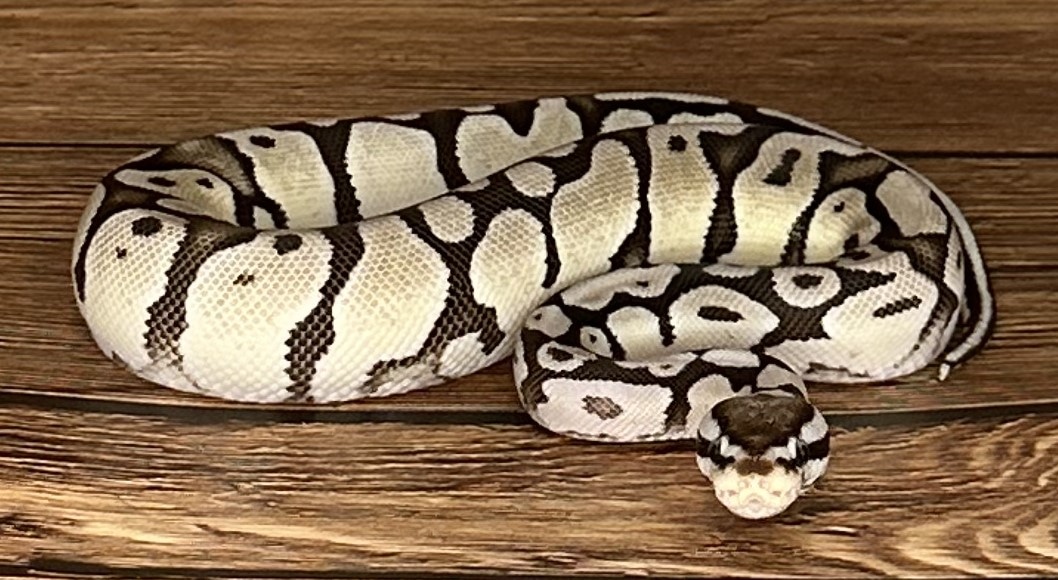 Firefly VPI Axanthic Ball Python by Pixel Perfect Reptiles - MorphMarket