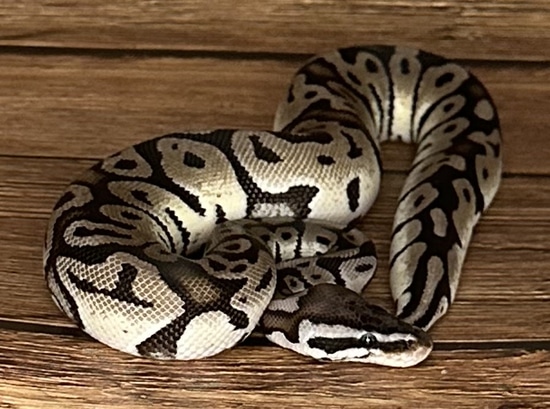 Pastel VPI Axanthic Ball Python by Pixel Perfect Reptiles
