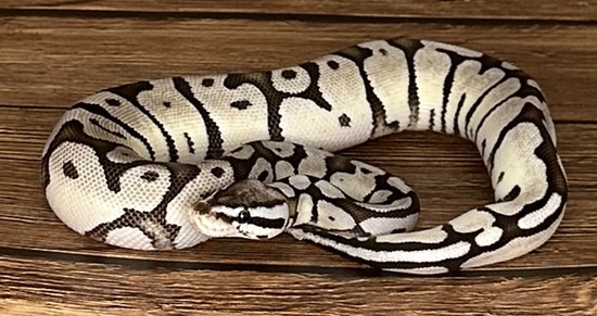 Firefly VPI Axanthic Ball Python by Pixel Perfect Reptiles