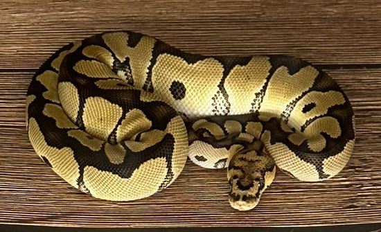 Clown Ball Python by Pixel Perfect Reptiles