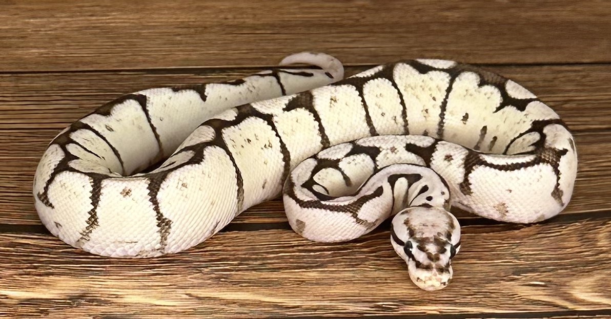 Pastel Sulfur Spider VPI Axanthic Ball Python by Pixel Perfect Reptiles ...