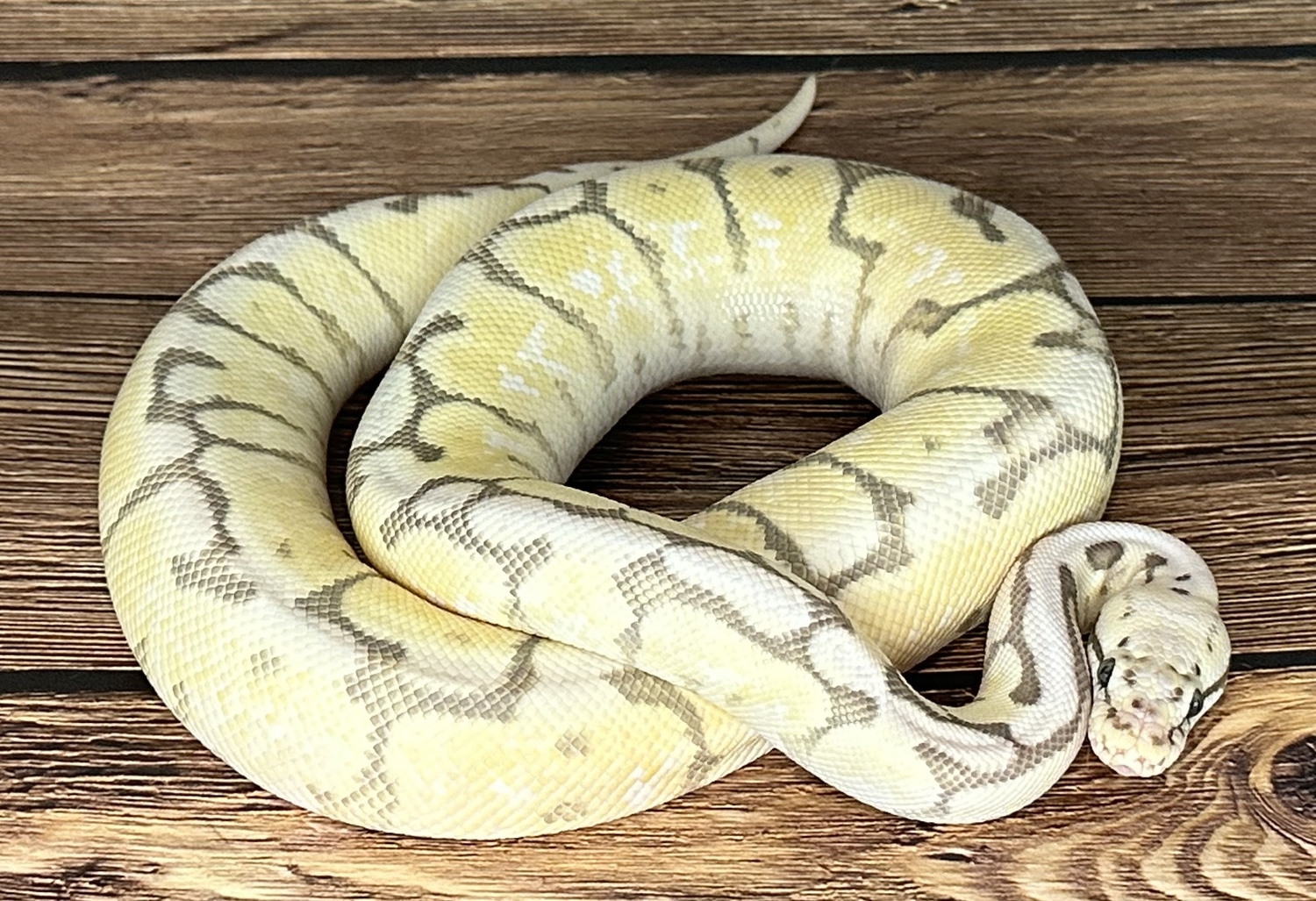 Pastel Spider HET VPI Axanthic Ball Python by Pixel Perfect Reptiles - MorphMarket