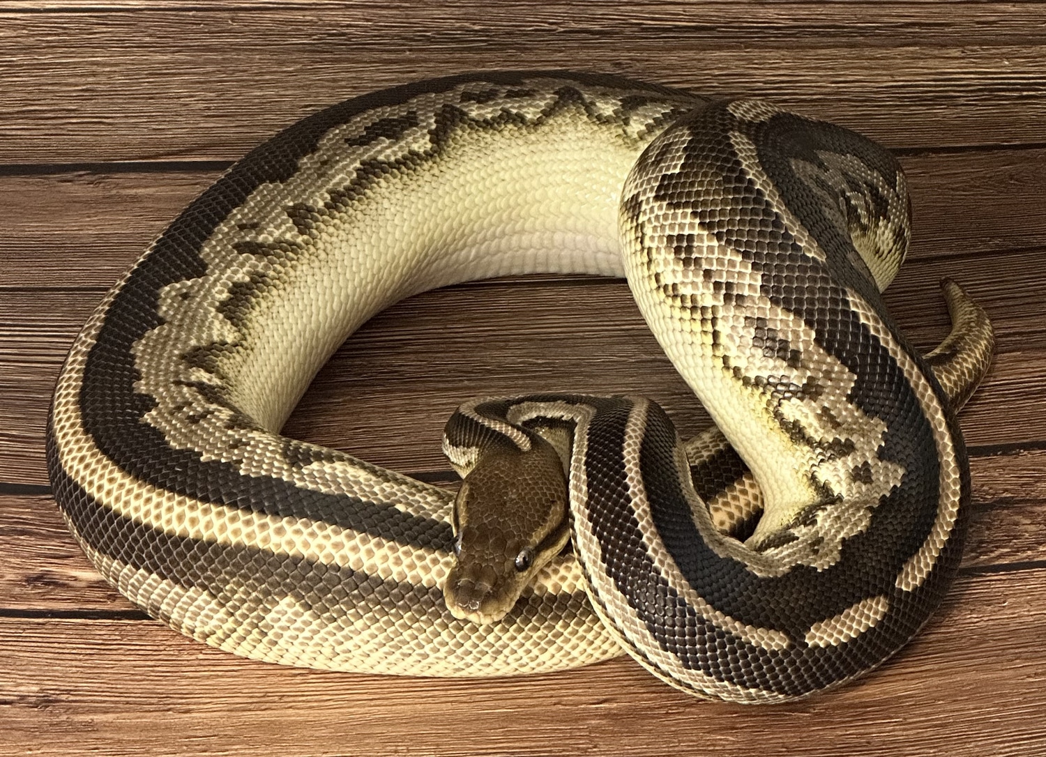Black Pastel Mojave Ball Python by Pixel Perfect Reptiles - MorphMarket
