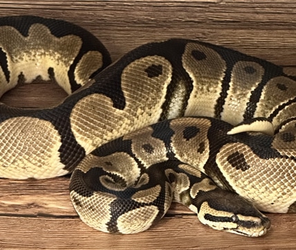 Import/Dinker Ball Python by Pixel Perfect Reptiles - MorphMarket
