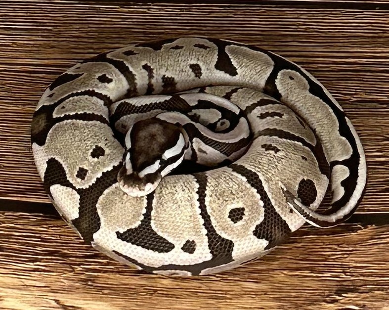 Fire VPI Axanthic Ball Python by Pixel Perfect Reptiles - MorphMarket