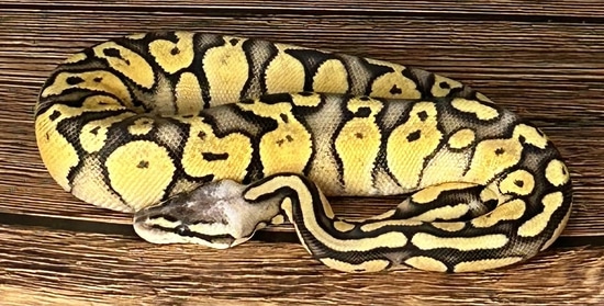 Super Pastel Poss Sandblast Ball Python by Pixel Perfect Reptiles
