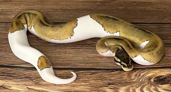 Pinstripe Pied Ball Python by Pixel Perfect Reptiles