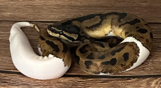 Pied Ball Python by Pixel Perfect Reptiles