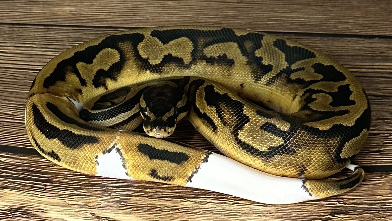 Pied Ball Python by Pixel Perfect Reptiles - MorphMarket