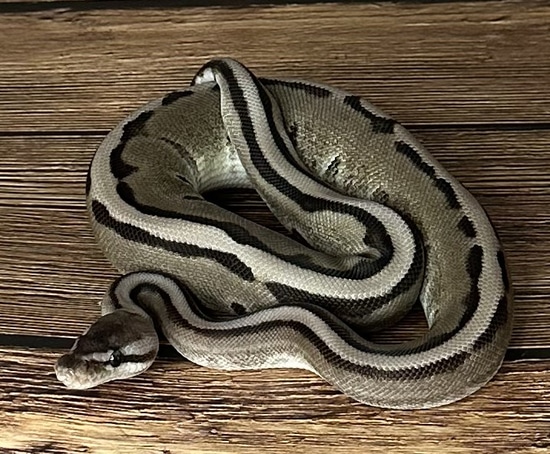 Pastel VPI Axanthic G-Stripe Ball Python by Pixel Perfect Reptiles