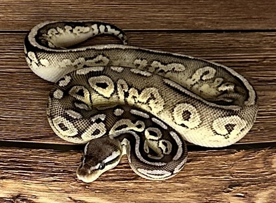 Pewter Sandblast HET Pied Ball Python by Pixel Perfect Reptiles