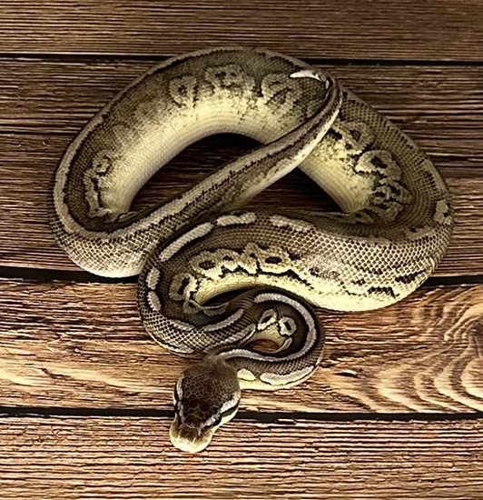 Pewter Sandblast HET Pied Ball Python by Pixel Perfect Reptiles