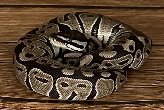 VPI Axanthic Ball Python by Pixel Perfect Reptiles