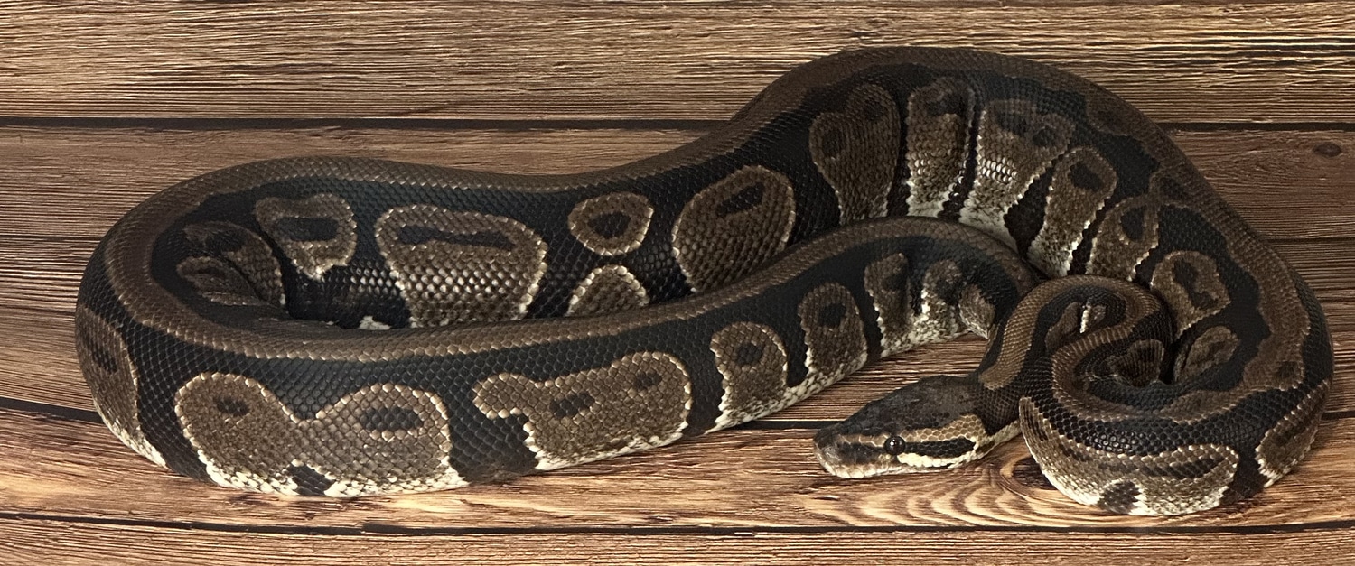 Import/Dinker Ball Python by Pixel Perfect Reptiles - MorphMarket