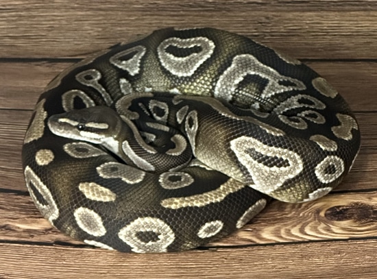 Phantom Ball Python by Pixel Perfect Reptiles