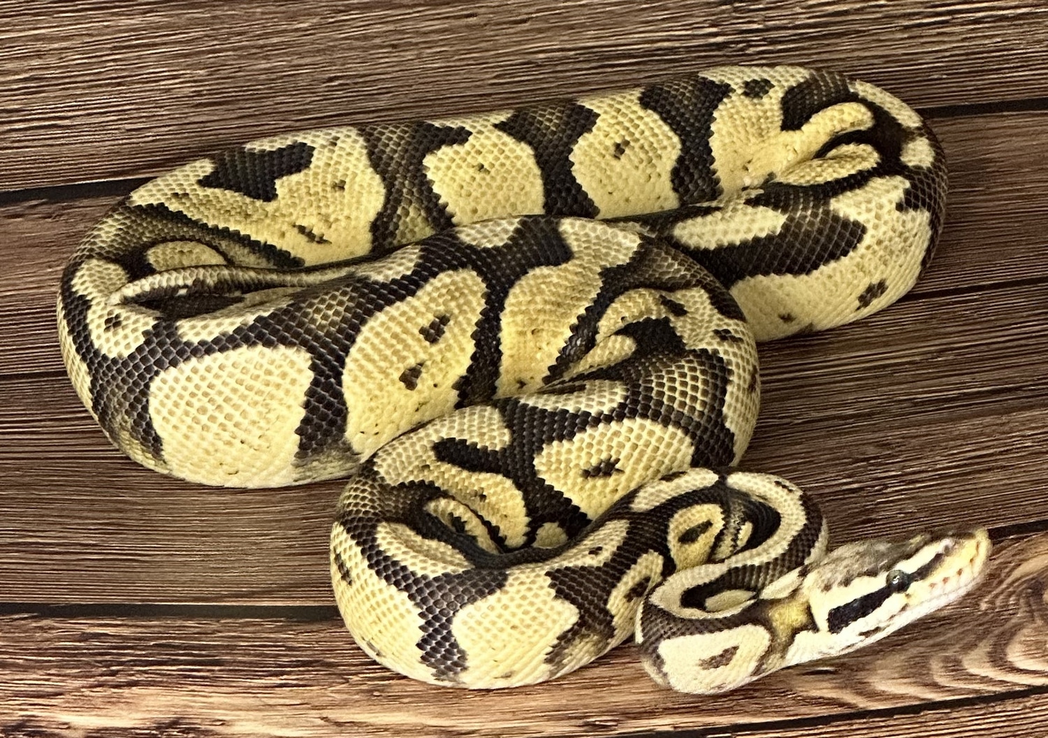 Pastel Sulfur Het Axanthic (VPI) Ball Python by Pixel Perfect Reptiles ...
