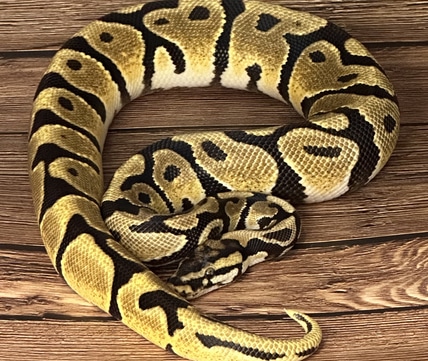 Black Pastel Mojave Ball Python by Pixel Perfect Reptiles - MorphMarket