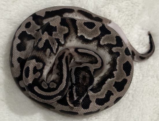 VPI Axanthic Pied Ball Python by Pixel Perfect Reptiles