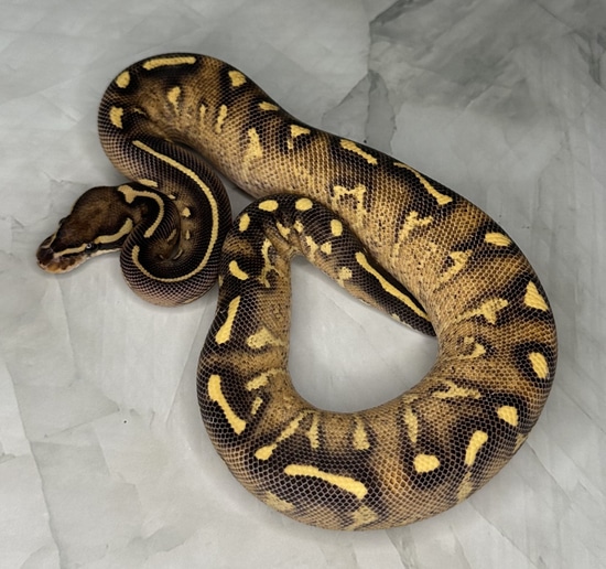 Super Gravel Ball Python by Pixel Perfect Reptiles