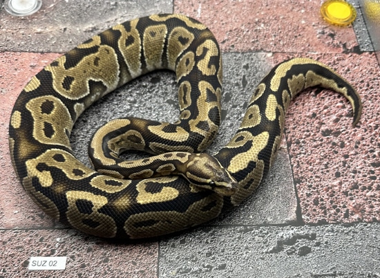 Vanilla Furrow Ball Python by Pixel Perfect Reptiles