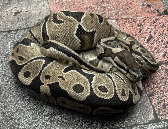 VPI Axanthic Ball Python by Pixel Perfect Reptiles