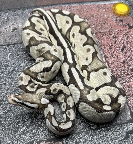 Firefly VPI Axanthic Ball Python by Pixel Perfect Reptiles