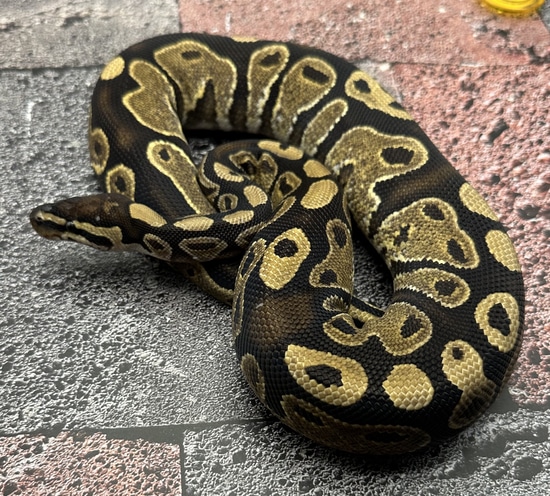 Calico Ball Python by Pixel Perfect Reptiles