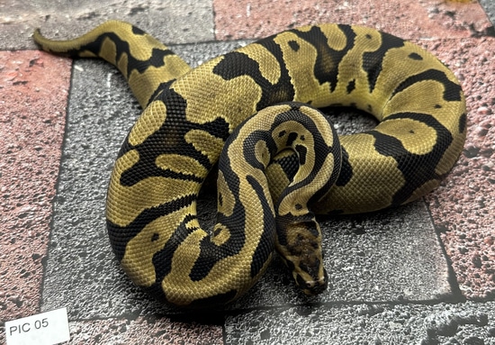 Confusion Ball Python by Pixel Perfect Reptiles