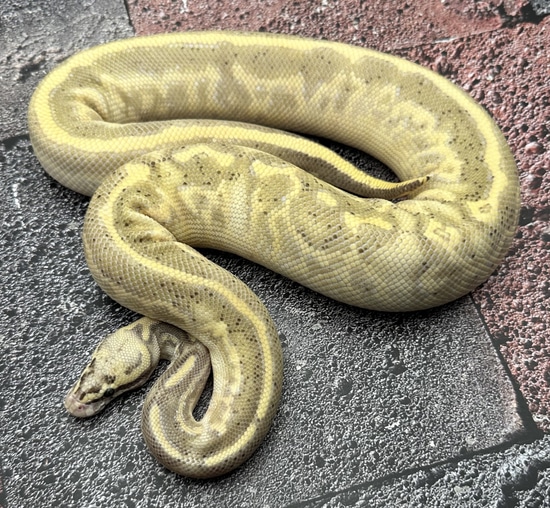 Pastel Leopard Highway Ball Python by Pixel Perfect Reptiles