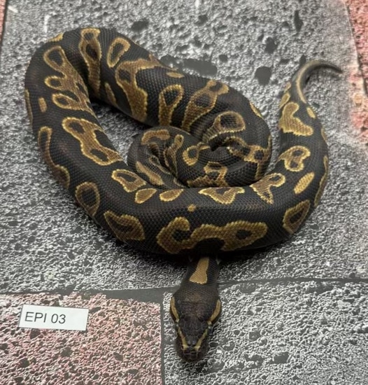 Asphalt HET Pied Ball Python by Pixel Perfect Reptiles