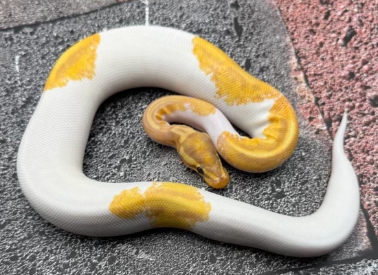 Banana Enchi Asphalt Yellow Belly Pied Ball Python by Pixel Perfect Reptiles